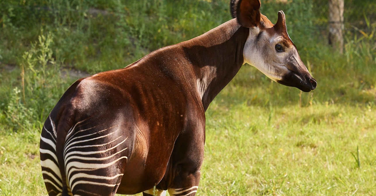 Okapi | Kom alles te weten | ZooParc Overloon