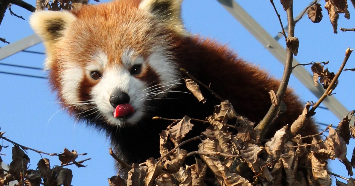 Rode panda | Kom alles te weten | ZooParc Overloon