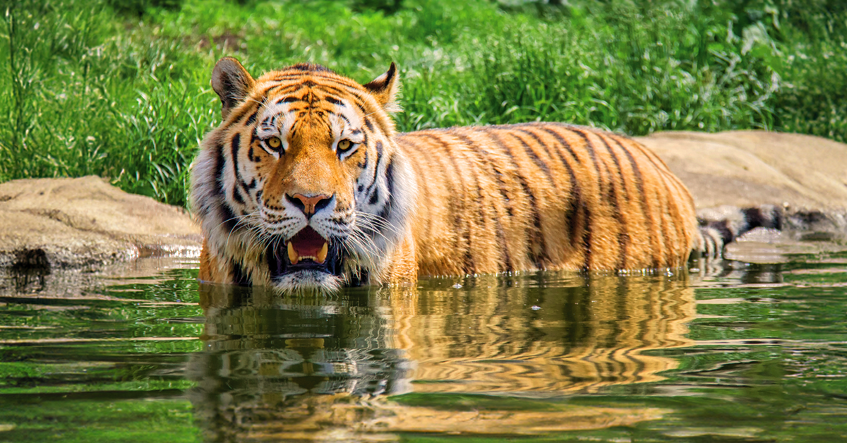 Opening hours Eindhoven Zoo | Eindhoven Zoo