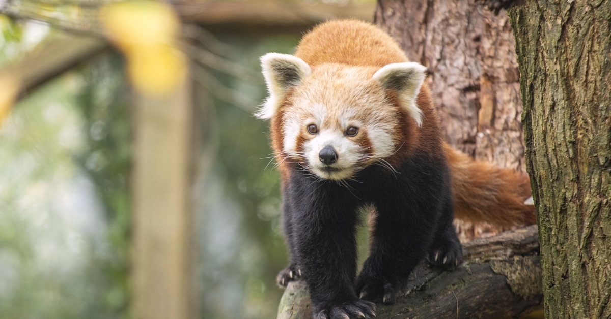 Newquay Zoo | Zoo News