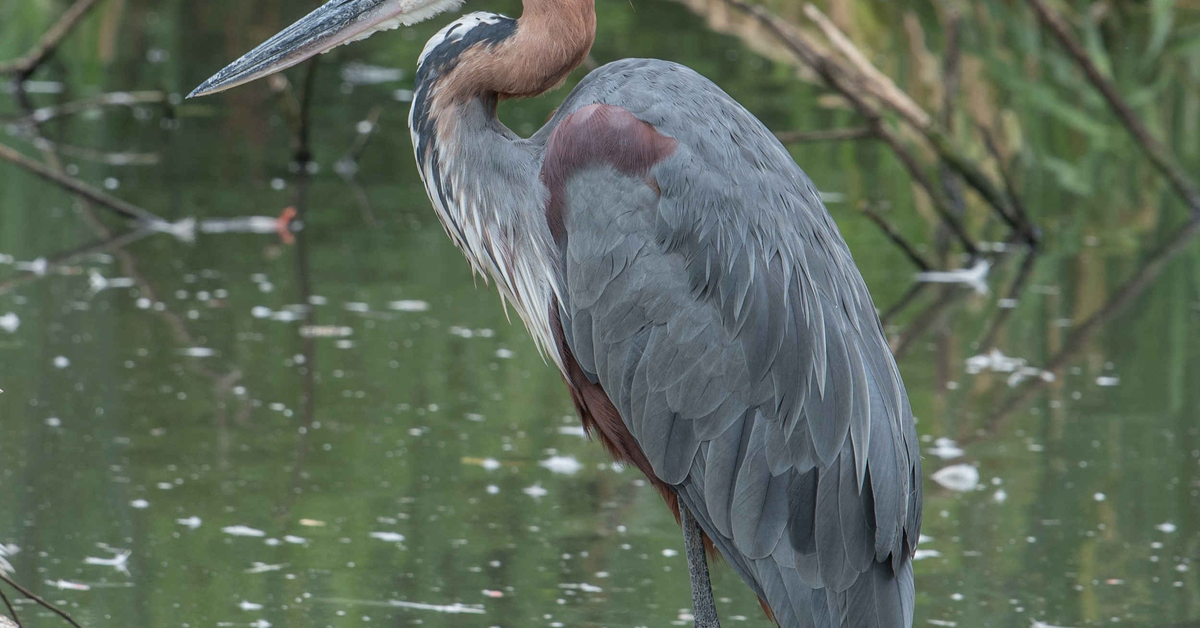 Goliathreiger | Kom alles te weten | Eindhoven Zoo