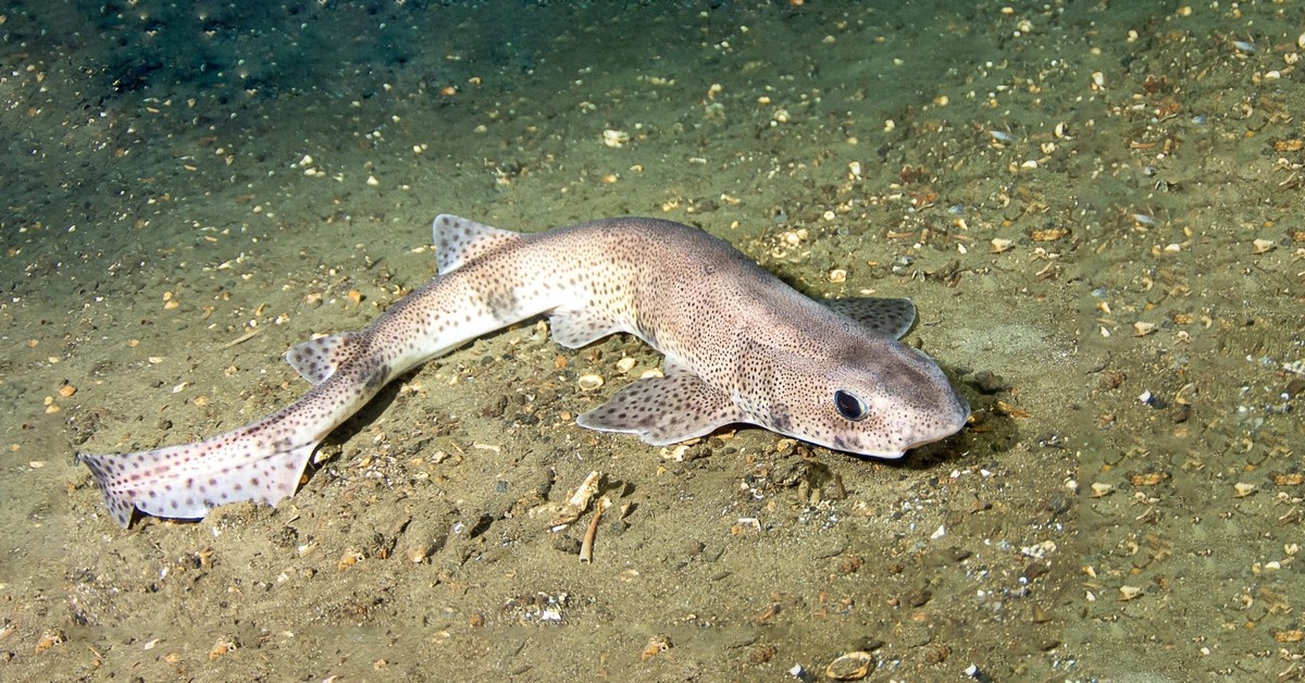 Small-spotted catshark| All Facts | Aquazoo Leeuwarden