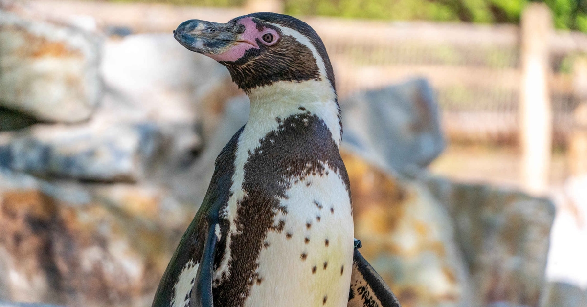 African penguin | Find out all about it | ZooParc Overloon