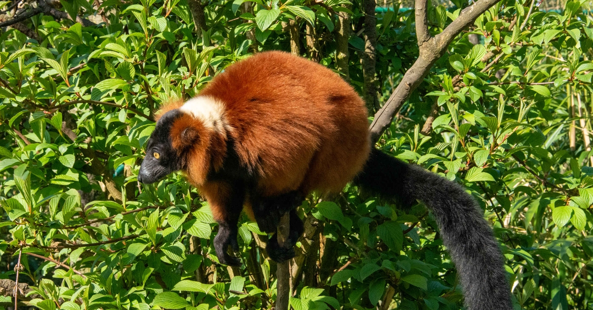 Rode vari | Kom alles te weten | ZooParc Overloon