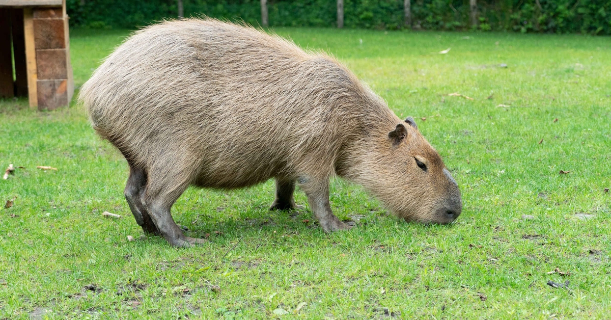 Capybara | All Facts | Aquazoo Leeuwarden