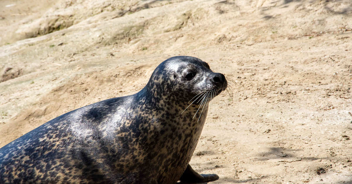 Gewone zeehond | Alle weetjes | AquaZoo Leeuwarden
