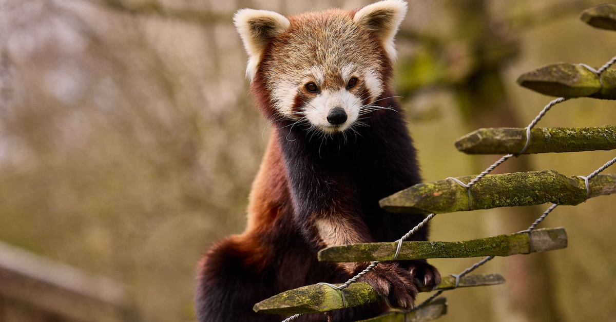 Rode panda | Alle weetjes | AquaZoo Leeuwarden