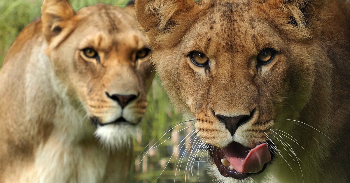 Ervaar de Big Five van Afrika dichtbij | Beekse Bergen