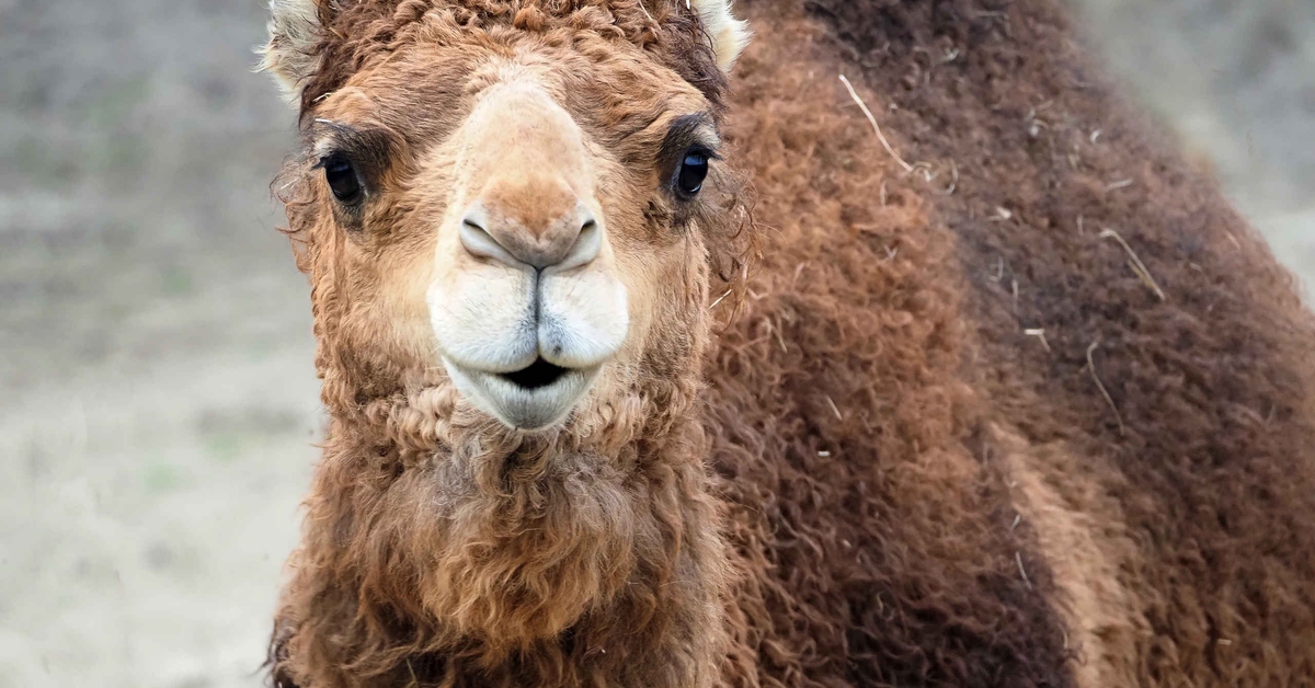 Dromedary | All information | Beekse Bergen