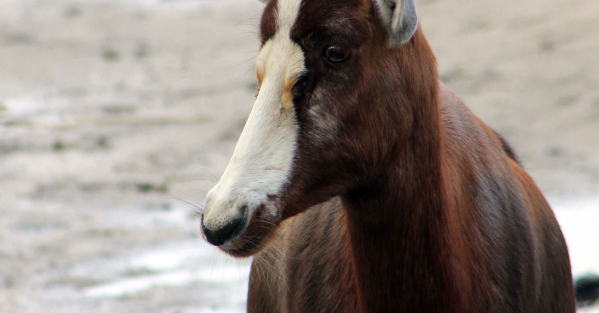Blesbok | All information | Beekse Bergen