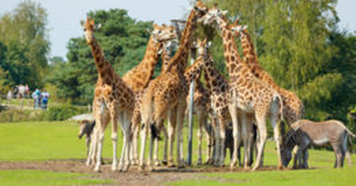 Giraffe | All information | Beekse Bergen