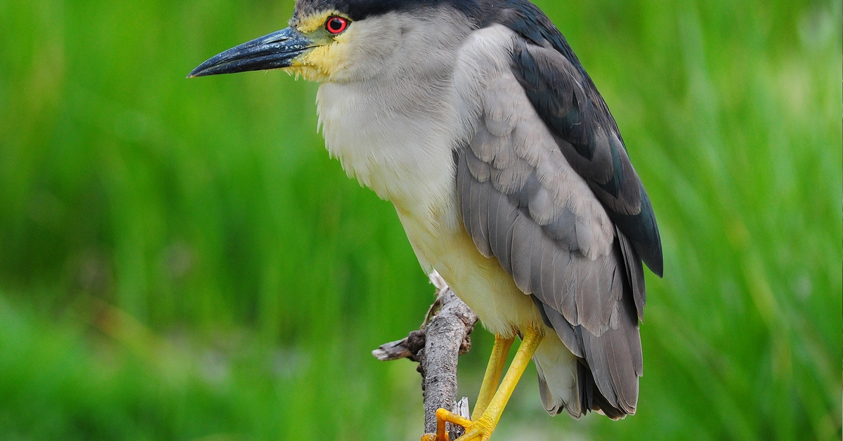 Kwak | Alle weetjes | AquaZoo Leeuwarden