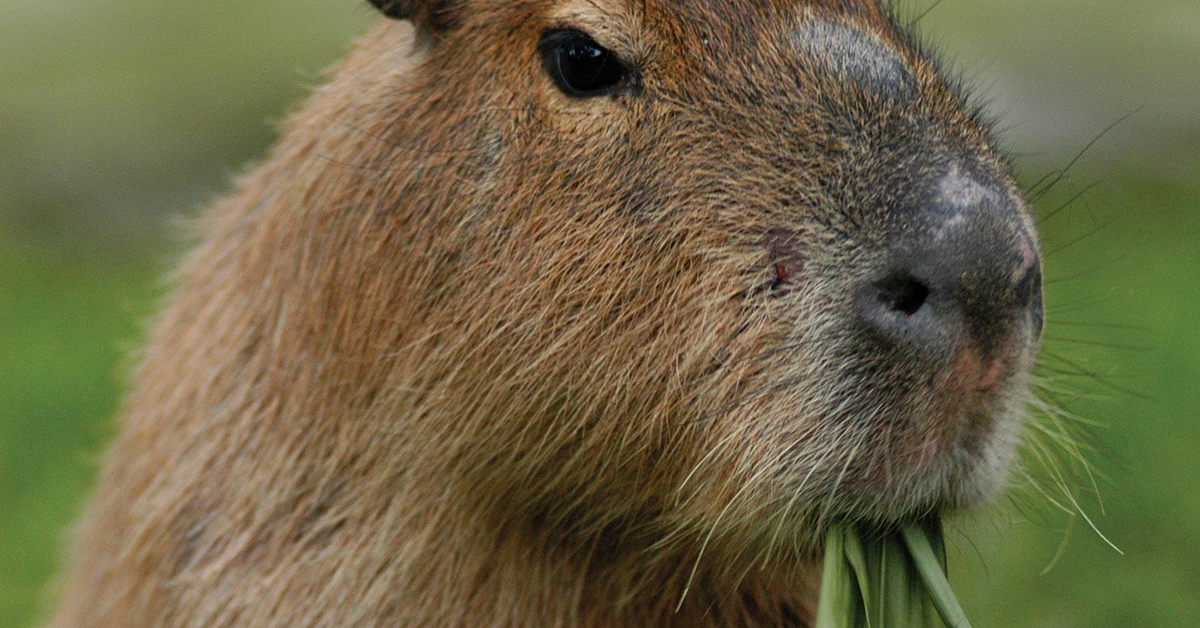 Capybara | Find out everything | ZooParc Overloon