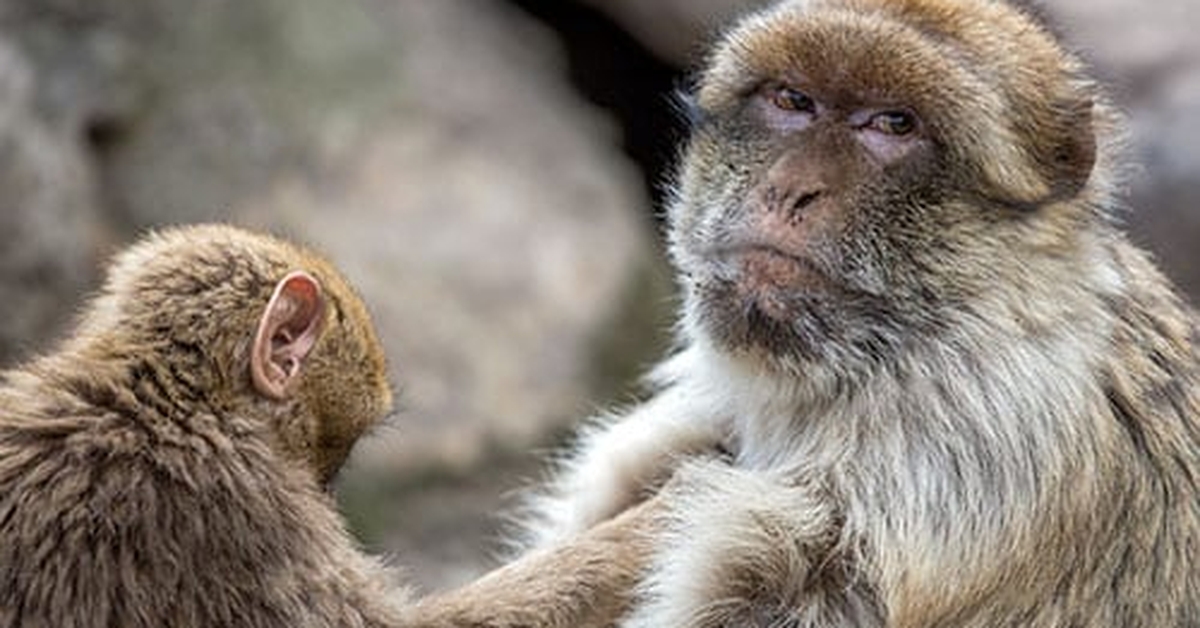 Eindhoven Zoo: problem with peeing monkey Pico - Eindhoven Zoo