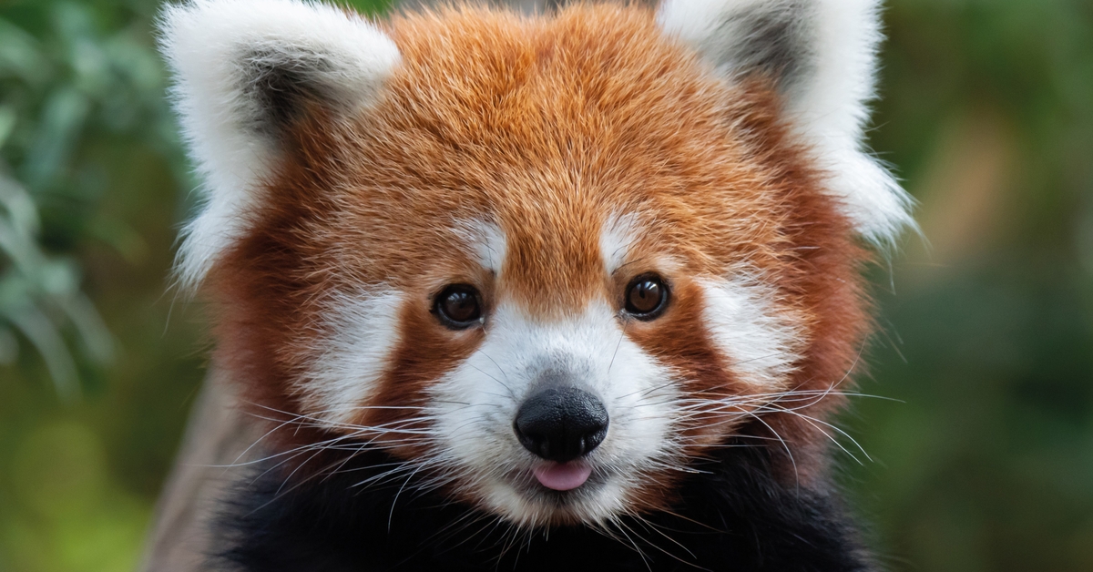 Rode panda | Kom alles te weten | Eindhoven Zoo