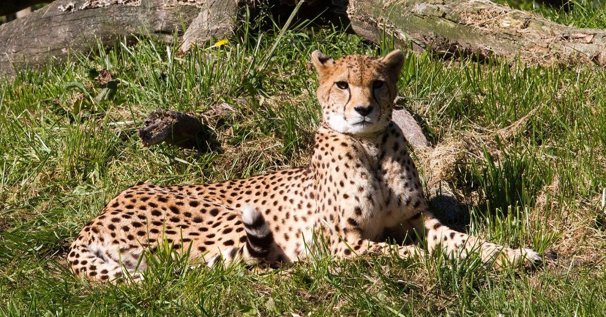 Zuidelijke cheeta | Kom alles te weten | ZooParc Overloon
