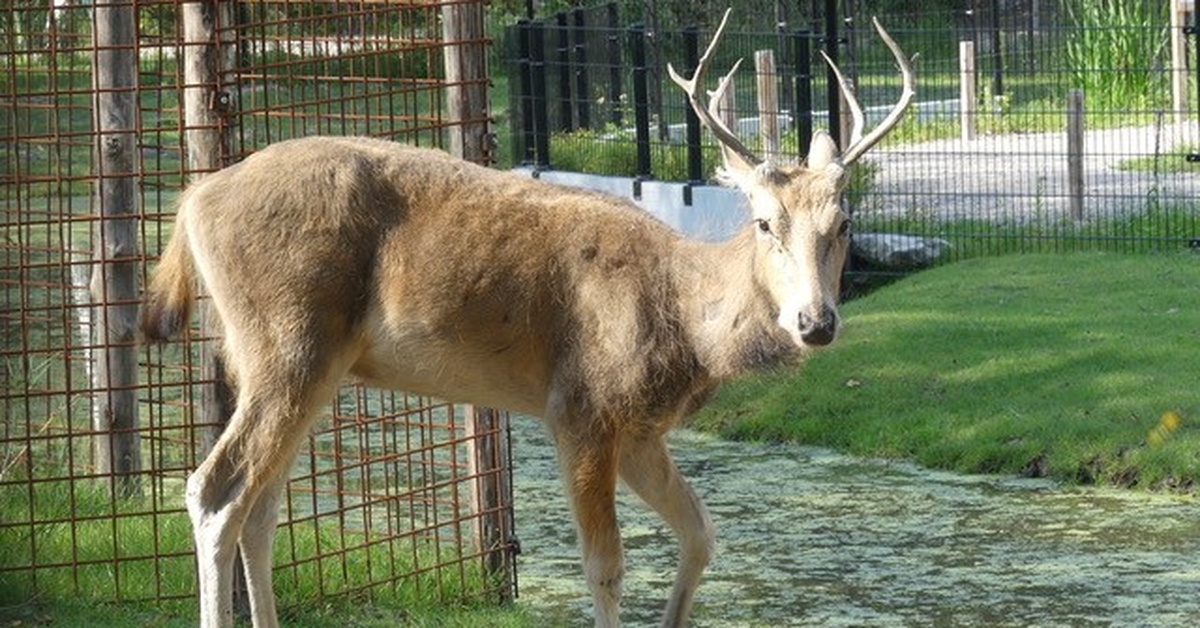 AquaZoo welcomes a male Father David deer