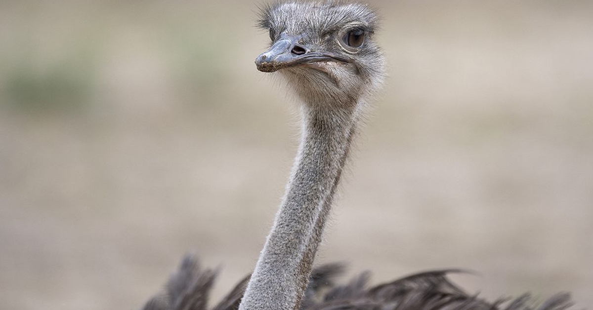 Struisvogel | Kom alles te weten | ZooParc Overloon