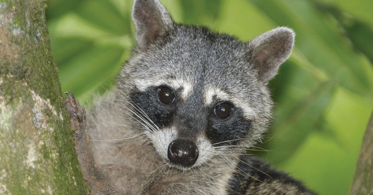 Krabbenetende wasbeer | Kom alles te weten | ZooParc Overloon