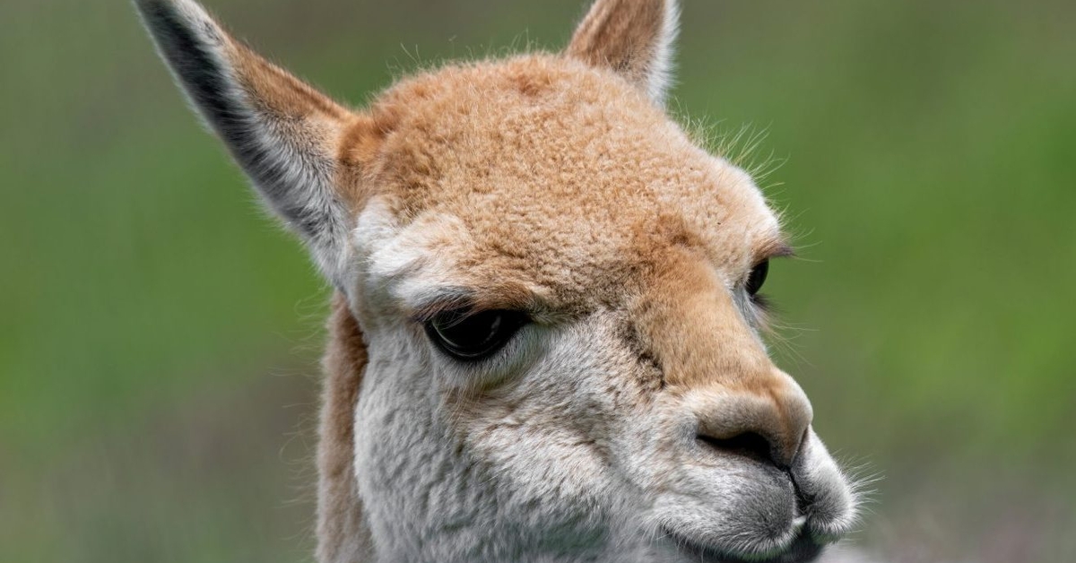 Vicuña | Kom alles te weten | ZooParc Overloon