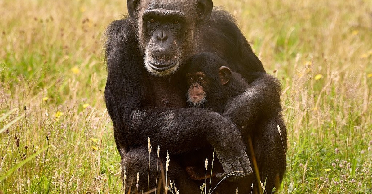 West-Afrikaanse chimpansee | Kom alles te weten | Eindhoven Zoo