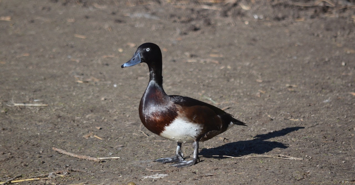 Baers witoogeend | Alle weetjes | AquaZoo Leeuwarden