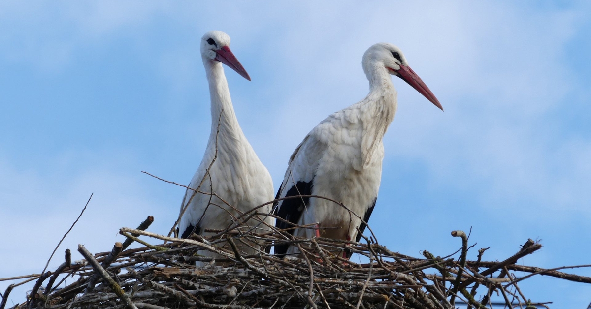 Many storks in Eindhoven Zoo: never before so many nests counted in park