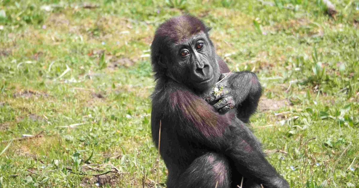 Jonge gorilla Moos overleden in Safaripark Beekse Bergen