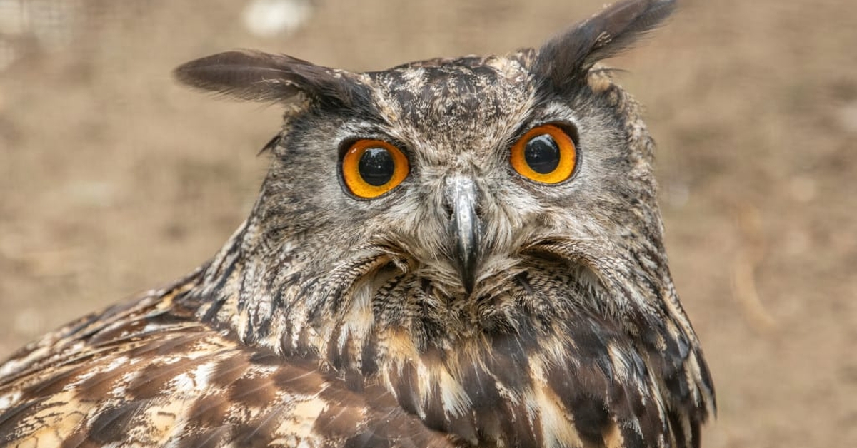 Uhu | Alles erfahren | Eindhoven Zoo