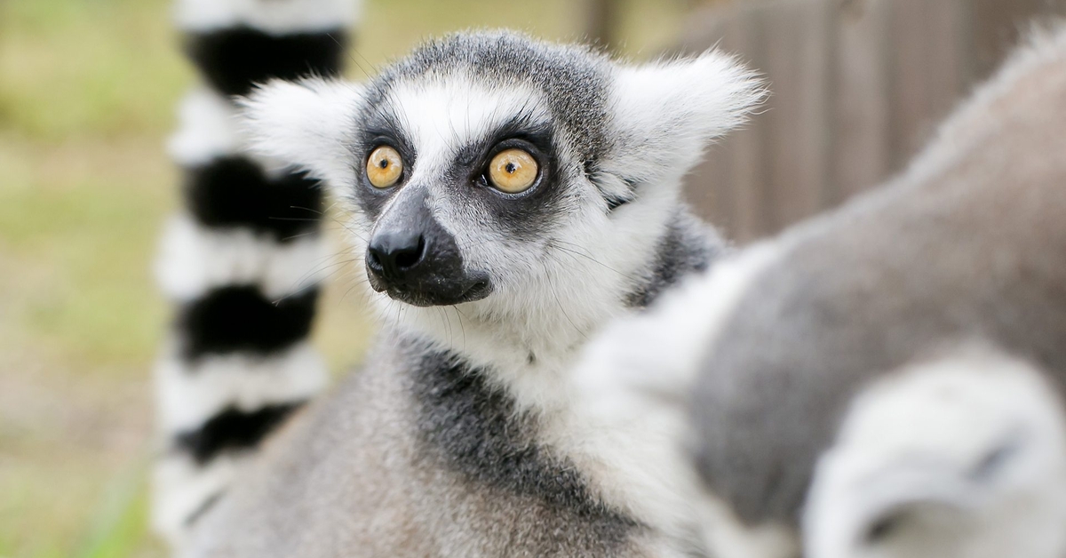 Ringstaartmaki | Kom alles te weten | ZooParc Overloon
