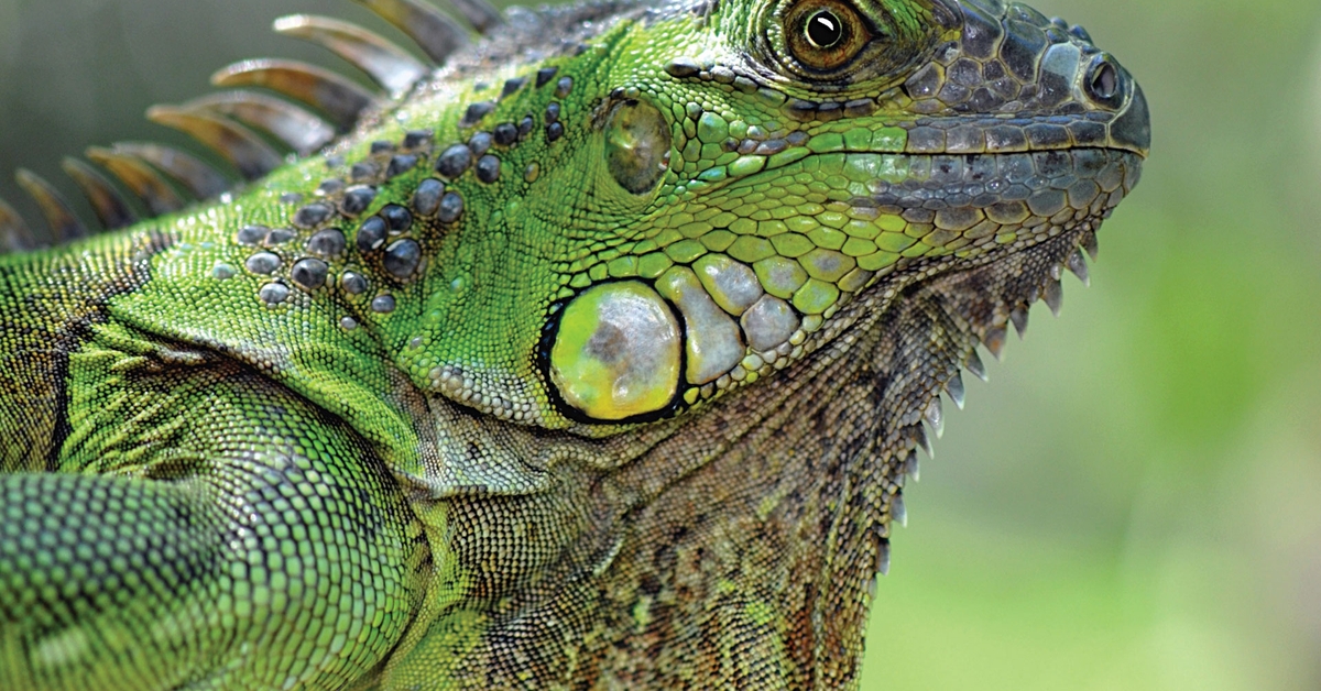 Groene leguaan | Alle weetjes | AquaZoo Leeuwarden