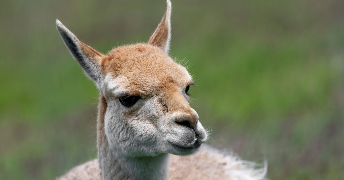Vicuña | Alle weetjes | AquaZoo Leeuwarden