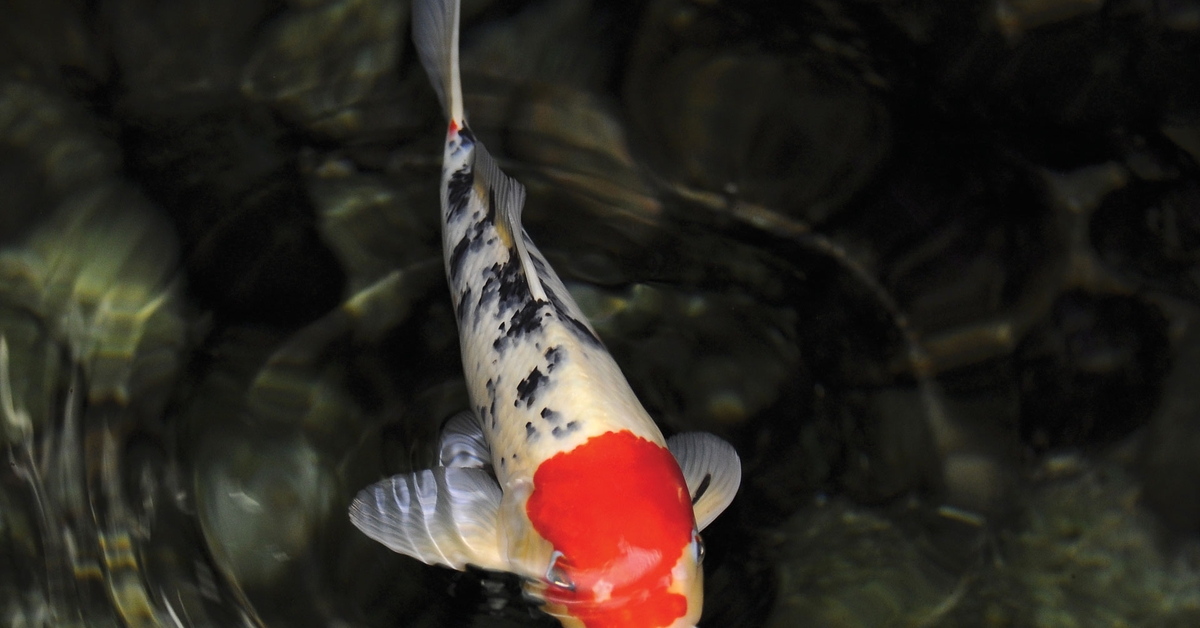 Koi | All Facts | Aquazoo Leeuwarden