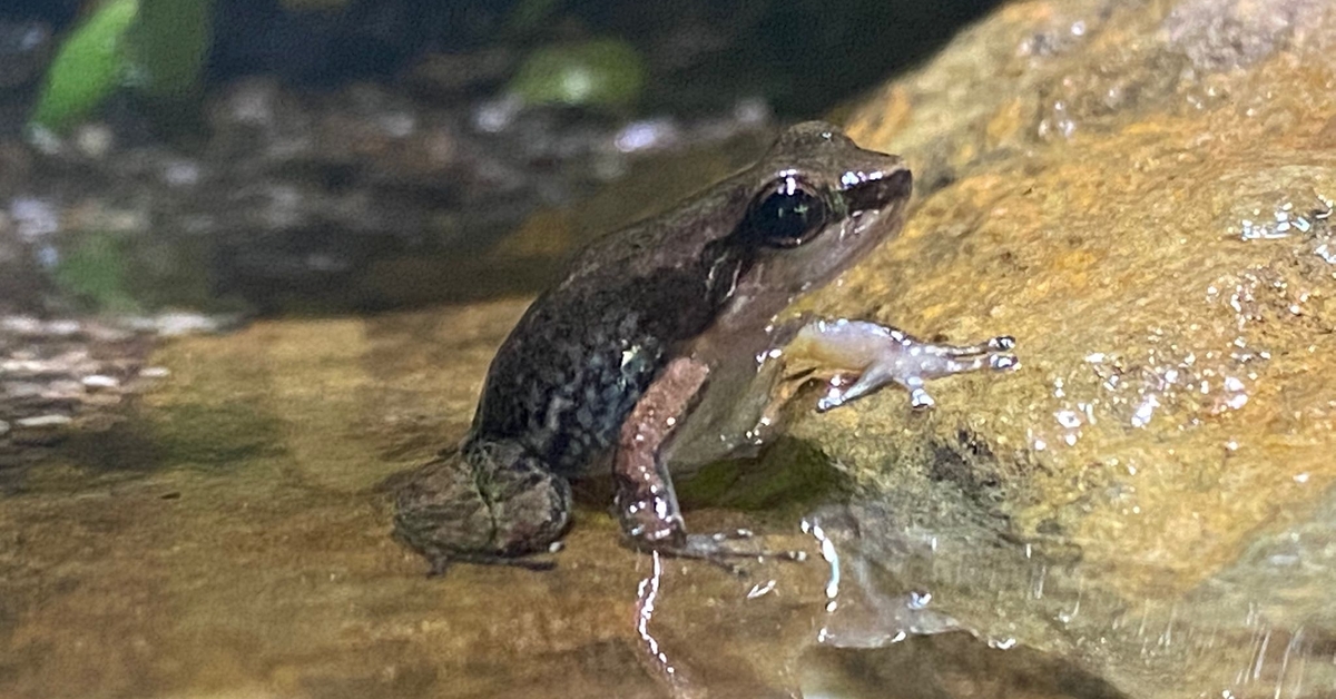 A special frog | ZooParc has recently been living in ZooParc